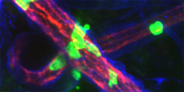 My Northwestern Medicine for August 28, 2019