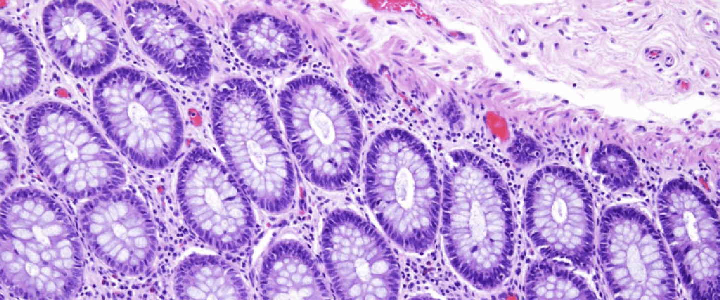 Mouse Histology & Phenotyping Laboratory : Mouse Histology ...